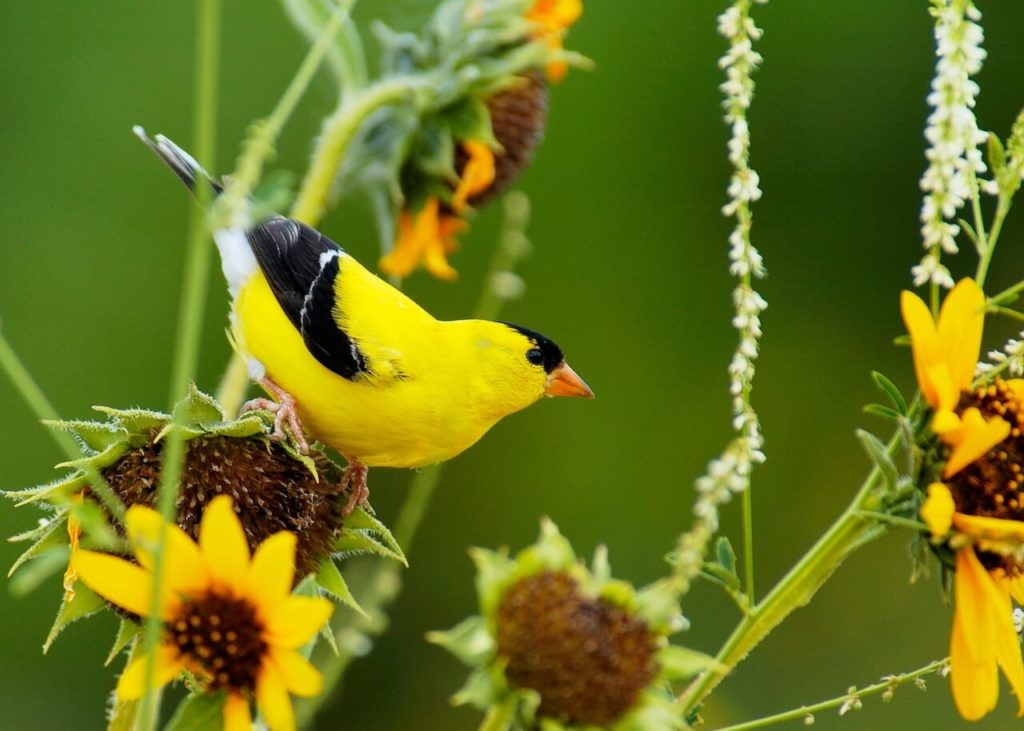 Do Ticks Have a Natural Predator? | Tick Killz